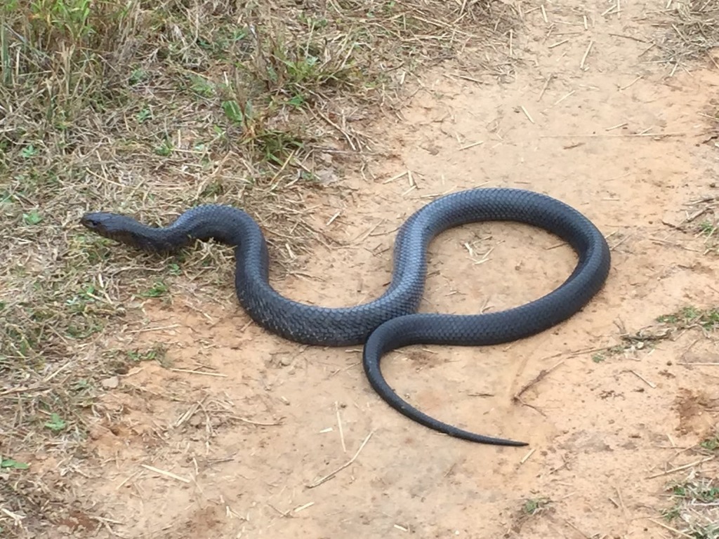 Texas Indigo Snake in January 2020 by kat112679 · iNaturalist