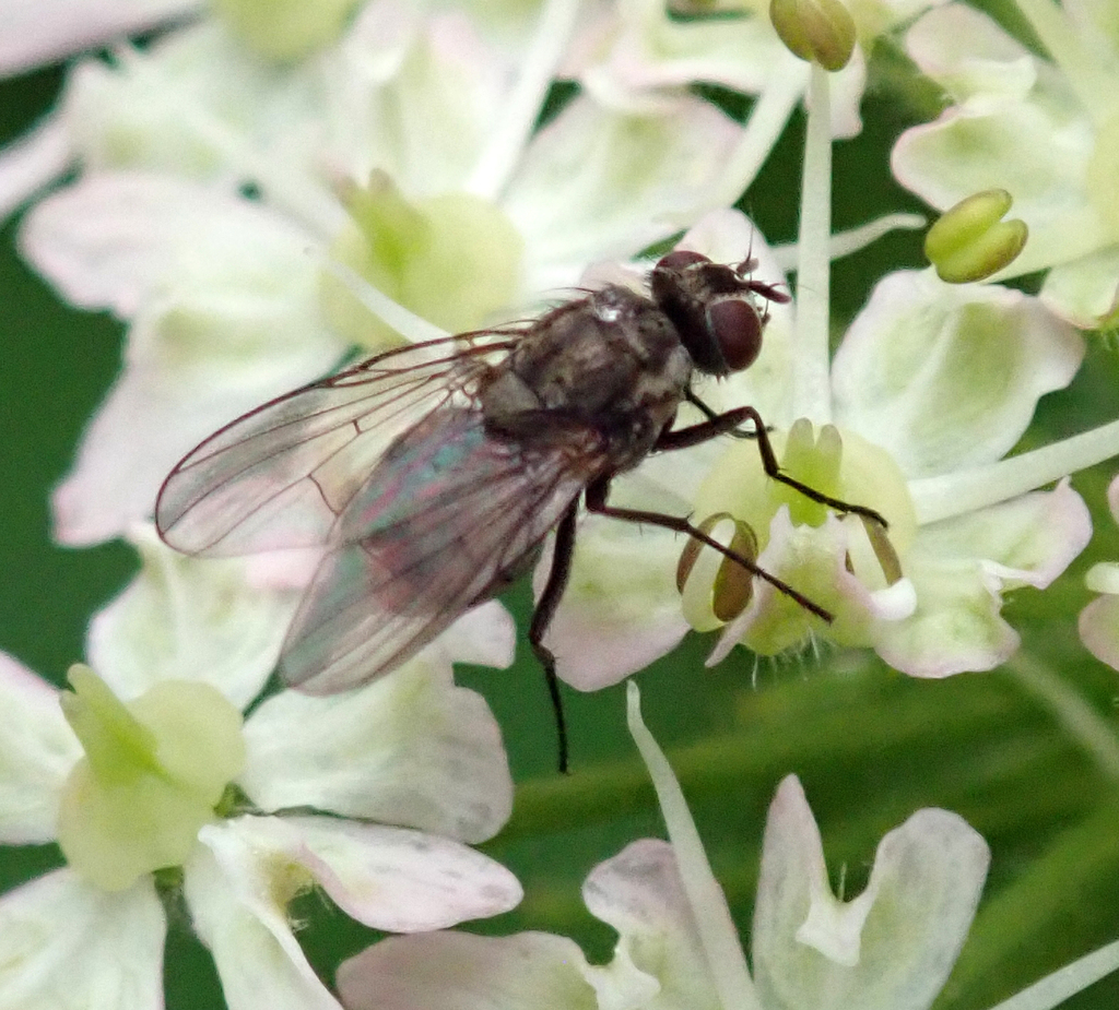 Limnophora from Macclesfield, UK on September 23, 2023 at 10:50 AM by A ...
