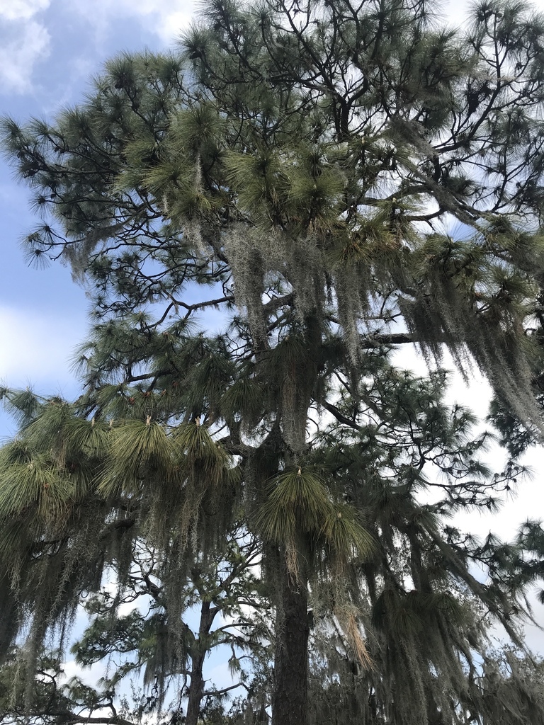 longleaf pine from Temple Crest Park, Tampa, FL, US on March 4, 2019 at ...