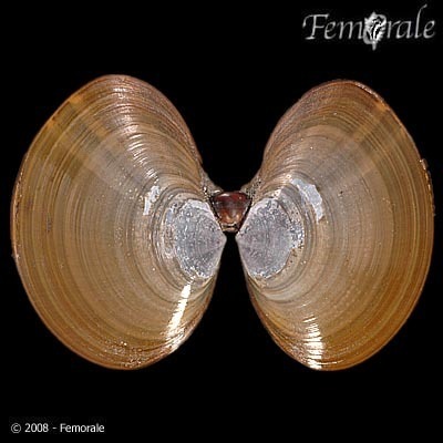 Purple Mahogany Clam (Animals of the Lower Mainland) · iNaturalist