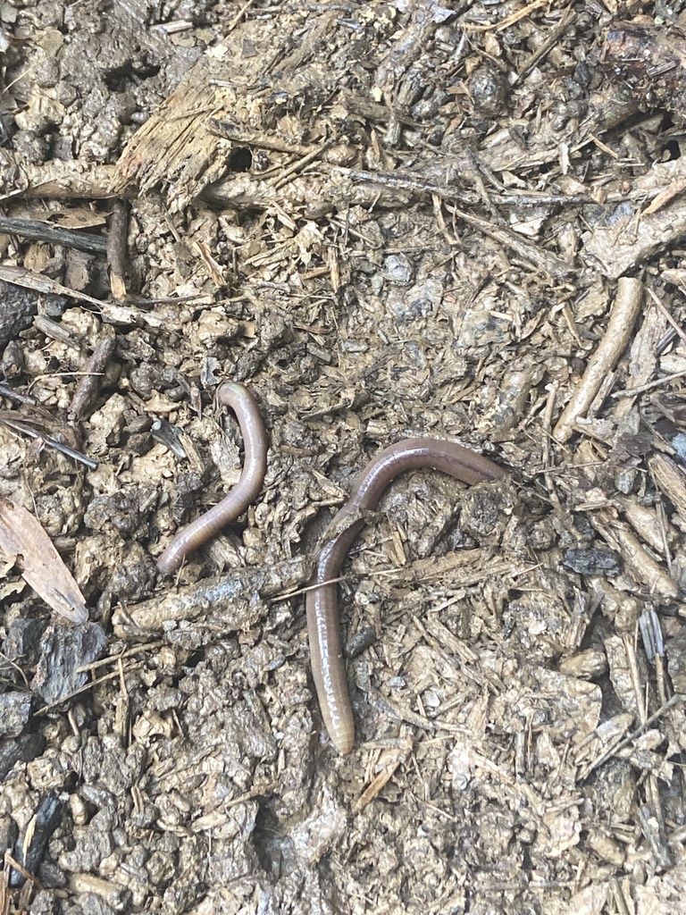 Snake Earthworms from Oregon Ridge Park, Cockeysville, MD, US on ...