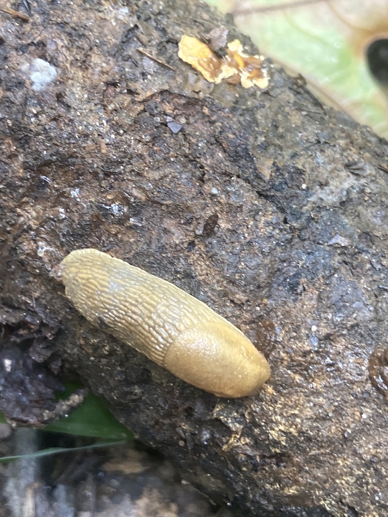 Hedgehog Slug from Oregon Ridge Park, Cockeysville, MD, US on September ...