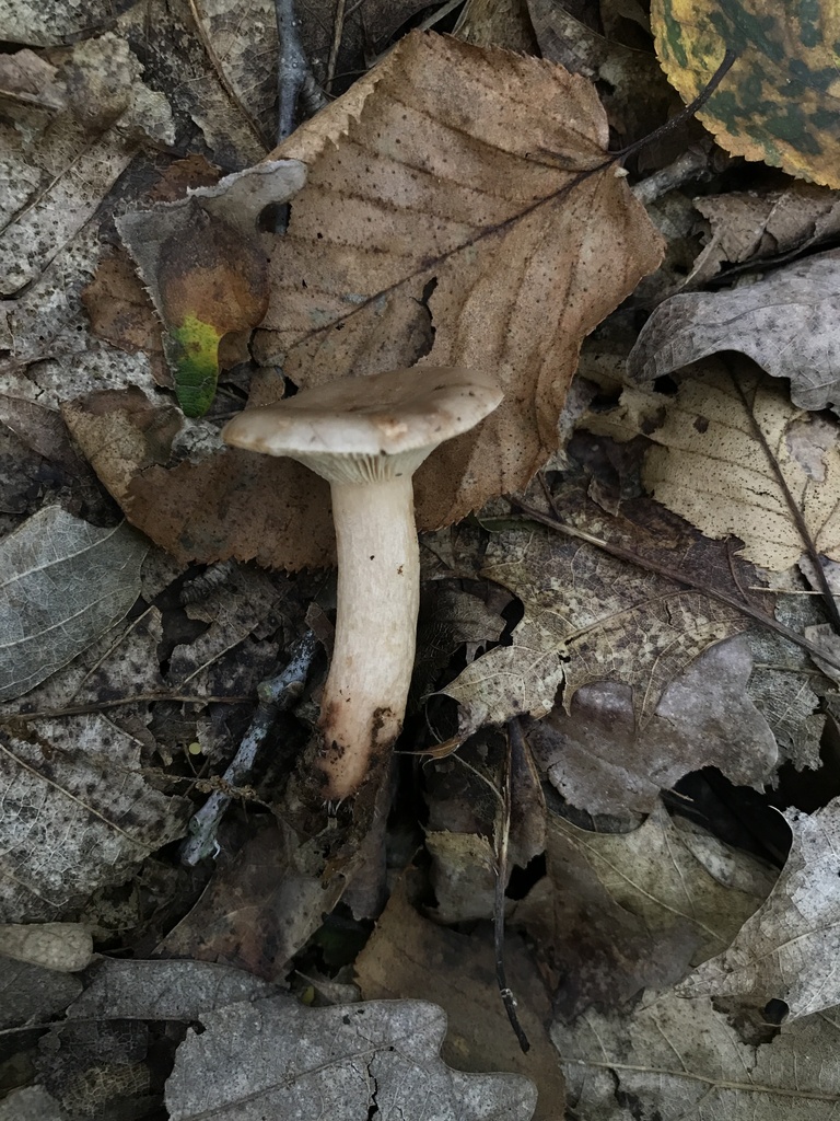 Lactarius imperceptus from Sussex County, US-NJ, Appalachian National ...