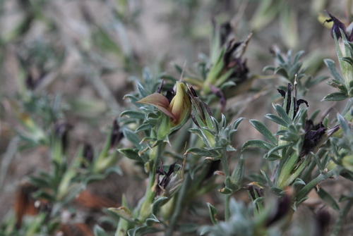 Lotus loweanus · Naturalista Costa Rica