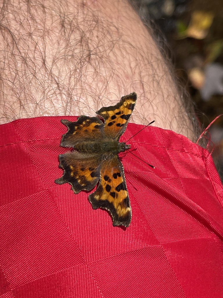 Green Comma from Grafton County, US-NH, US on September 22, 2023 at 11: ...