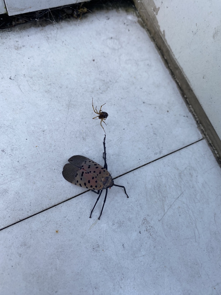 Spotted Lanternfly from Manhattan College, New York, NY, US on ...
