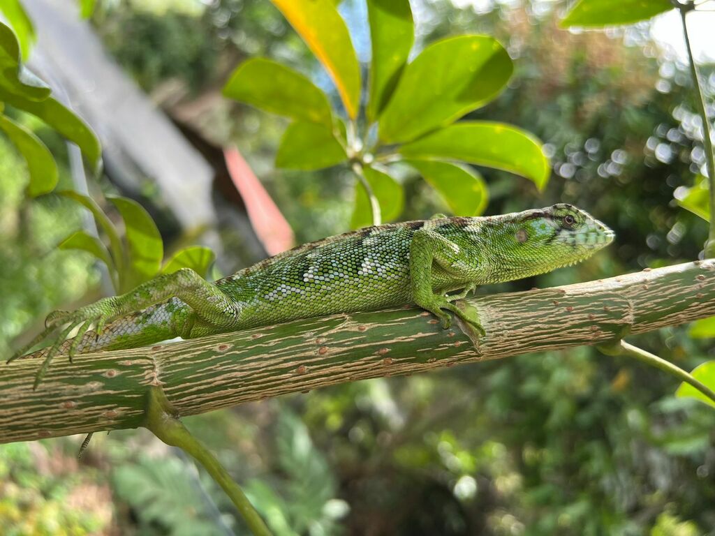 Common Monkey Lizard from La Playa, Norte de Santander, Colombia on ...