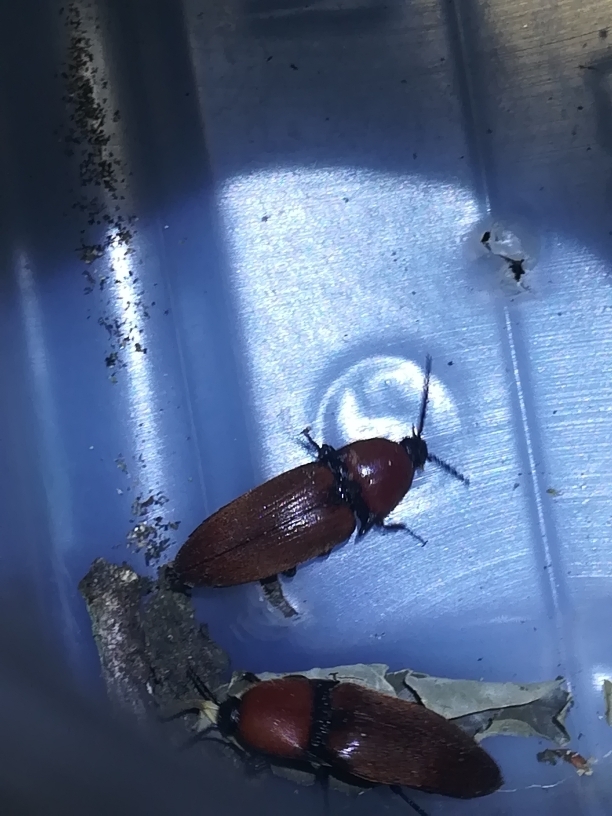 rusty red click beetle from 10042 Stupinigi TO, Italia on July 11, 2022 ...