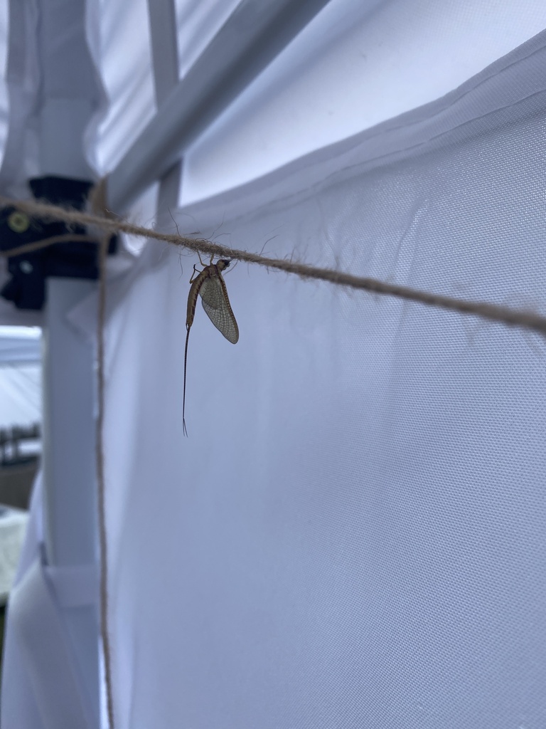 Mayflies from Powderhorn Park, Minneapolis, MN, US on August 6, 2023 at ...