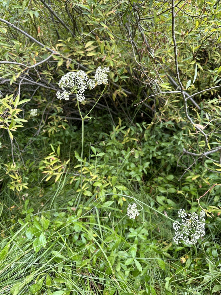 Western Cowbane from Butte County, CA, USA on August 22, 2023 at 11:28 ...