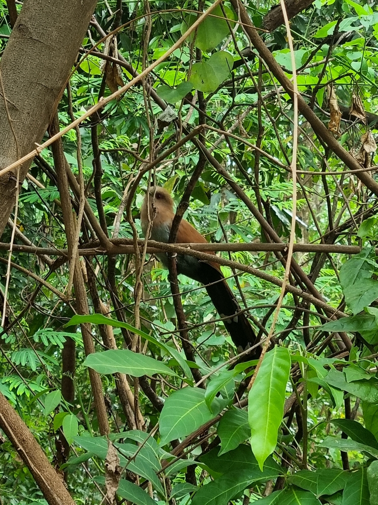 Squirrel Cuckoo in September 2023 by Ana Julia Peracini · iNaturalist