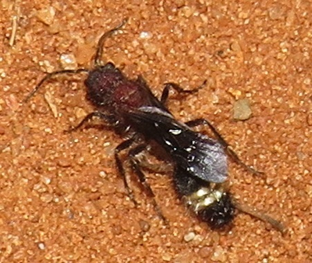 Dasylabroides procne · iNaturalist