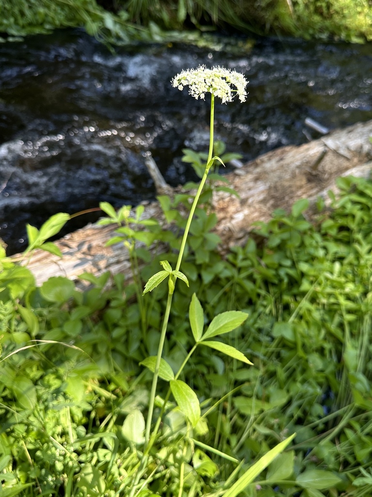 Western Cowbane from Butte County, CA, USA on August 23, 2023 at 03:05 ...