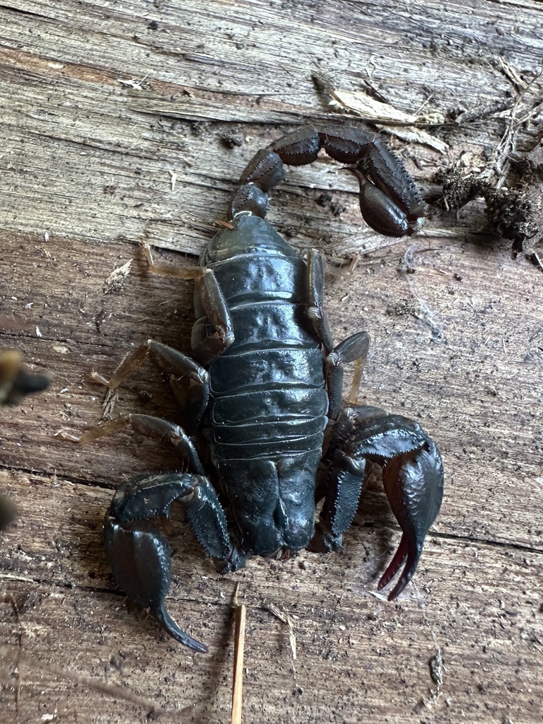 Western Forest Scorpion from Tehama County, CA, USA on August 24, 2023 ...