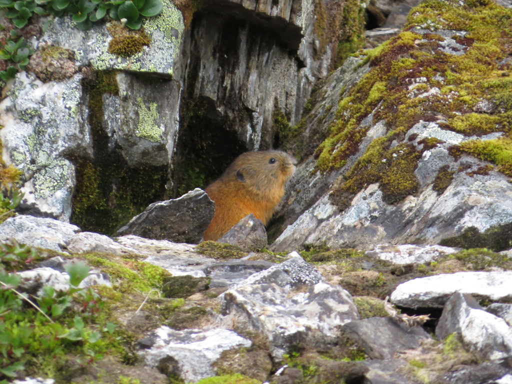 Brown Lemming from Stikine Region, BC, Canada on July 26, 2023 at 10:00 ...