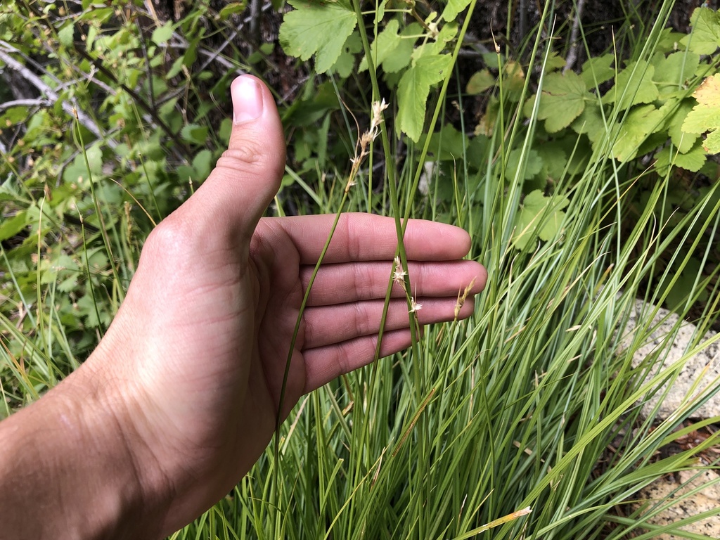 fragile-sheathed sedge from Santa Rosa and San Jacinto Mountains ...