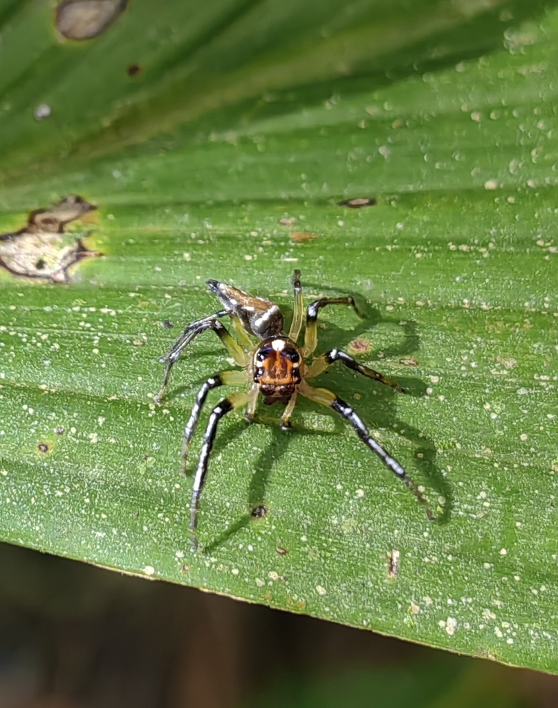 Hypaeus from Costa Rica on September 22, 2023 at 10:28 AM by Michelle ...