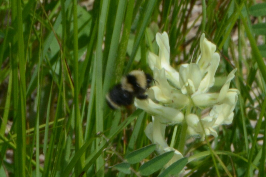 Red-belted Bumble Bee from Thompson-Nicola, BC, Canada on June 25, 2023 ...