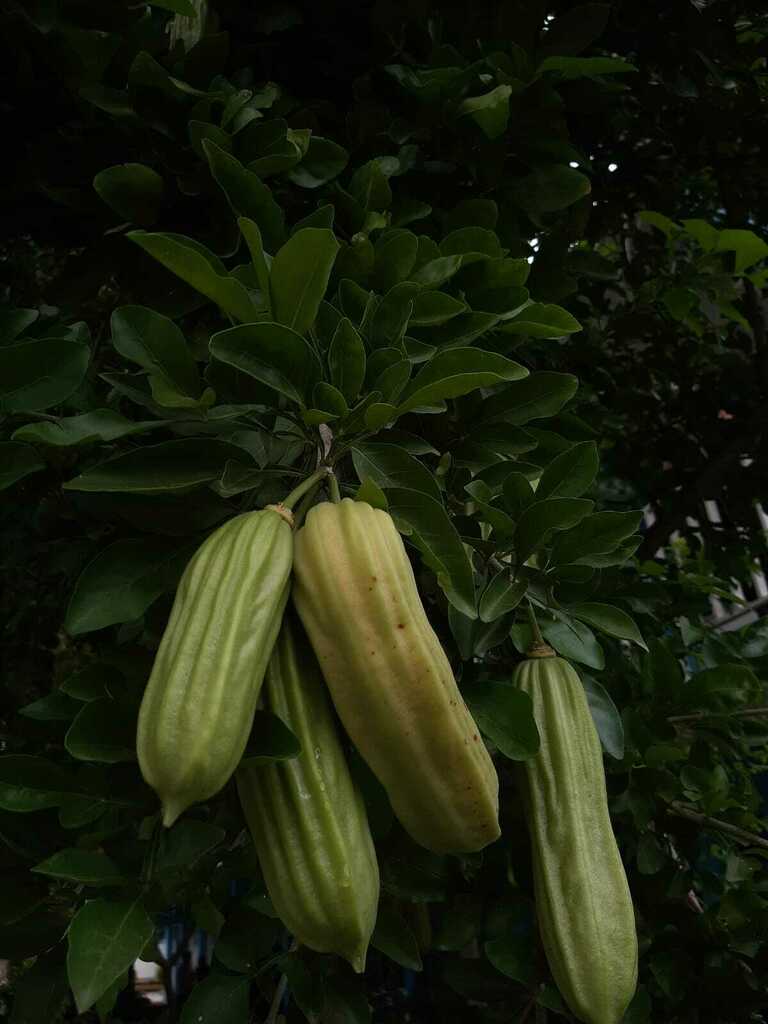 cuachilote from Cd Altamirano, Gro. on September 27, 2023 at 04:04 PM ...