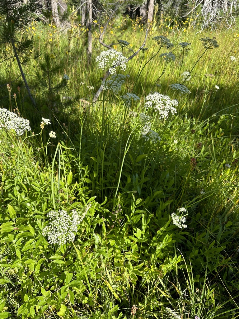 Western Cowbane from Tehama County, CA, USA on August 24, 2023 at 09:21 ...
