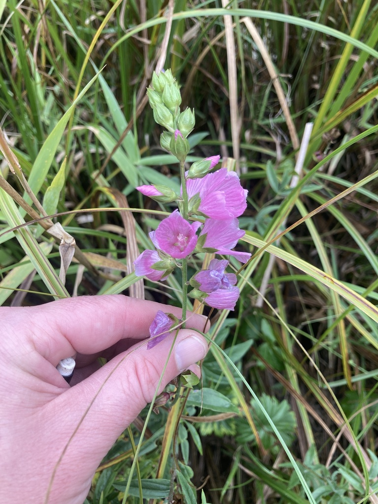 Henderson's Checker-mallow from River Rd, Delta, BC, CA on September 27 ...