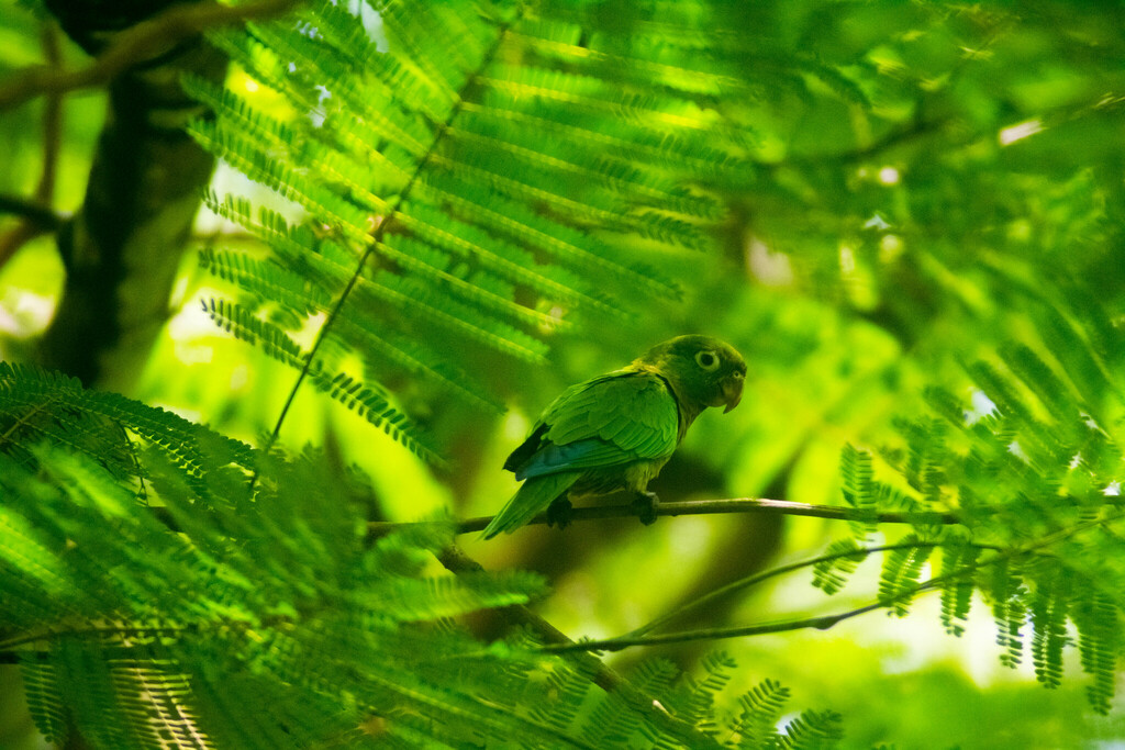 Olive-throated Parakeet in September 2023 by Manuel de Jesús Hernández ...