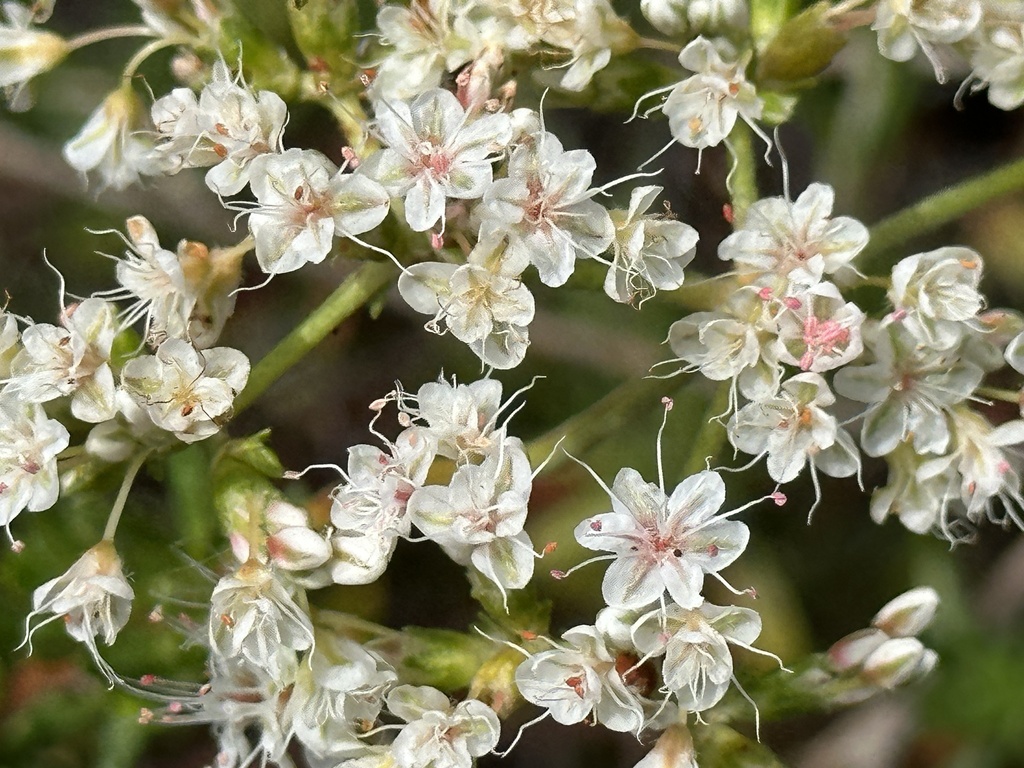 California Buckwheat from Winnebago Ave, San Diego, CA, US on September ...