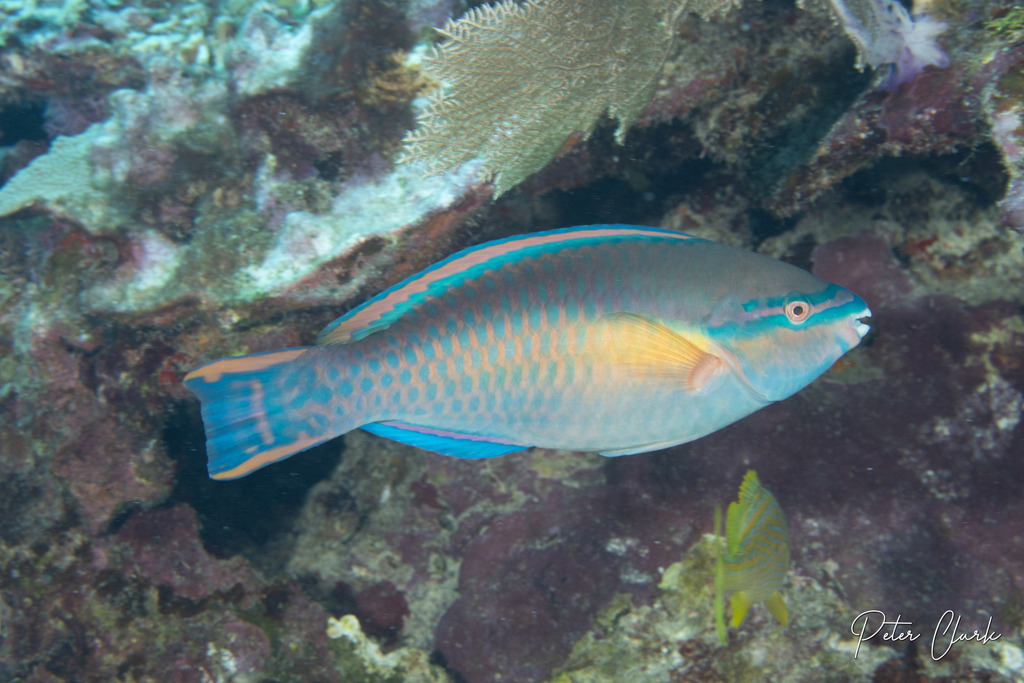 Princess Parrotfish (Scarus taeniopterus) - Marine Life Identification