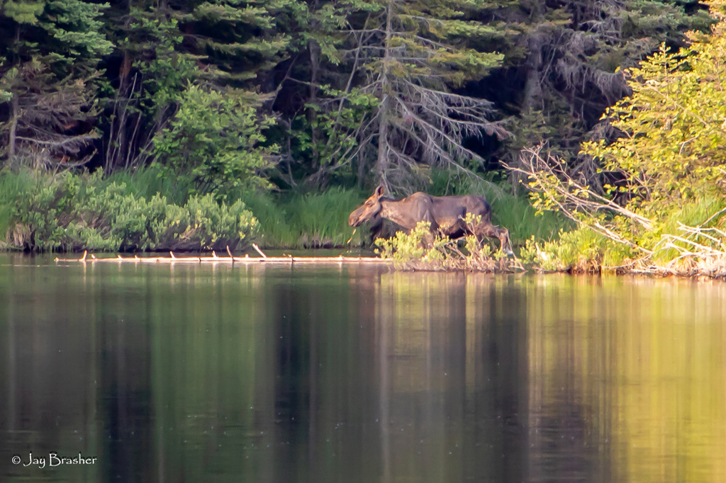 Northwestern Moose from Isle Royale NP, McCargoe Cove, Keweenaw County ...