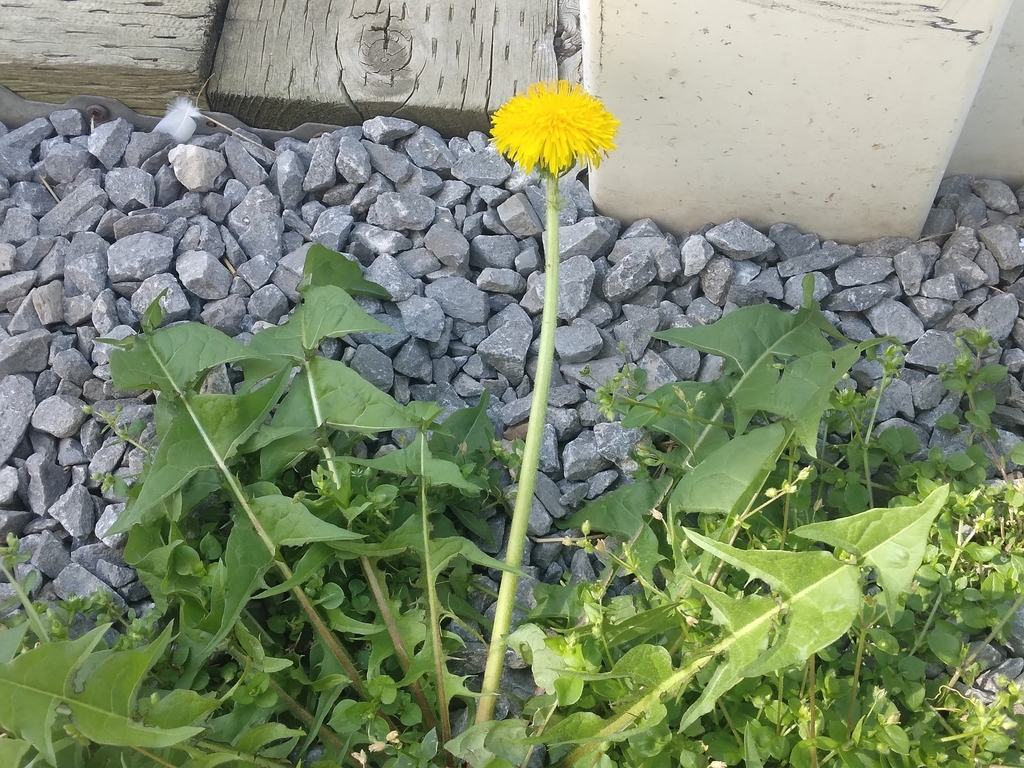 common dandelion from Calgary, AB T3A 5M1, Canada on August 7, 2023 at ...