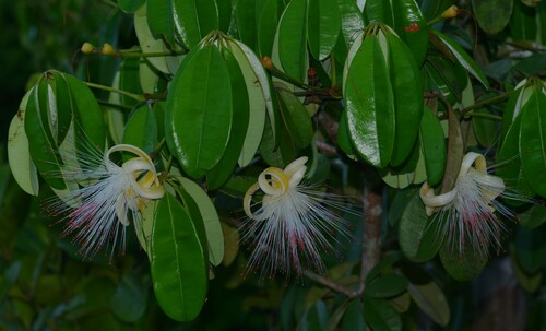 Pachira flaviflora · NaturaLista Colombia