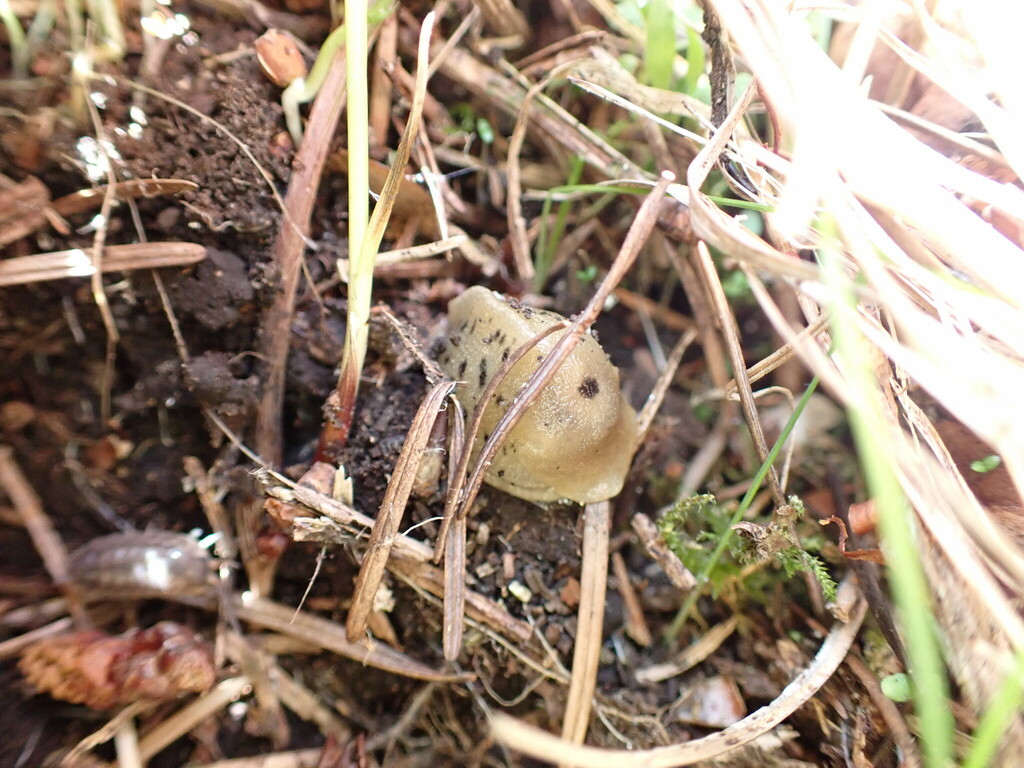 Banana Slugs from Mount Tuam Ecological Reserve on May 3, 2023 at 11:51 ...