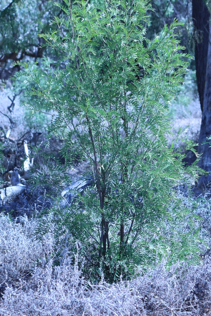 Emu Apple from Bowra- Gum Holes, Cunnamulla QLD 4490, Australia on ...