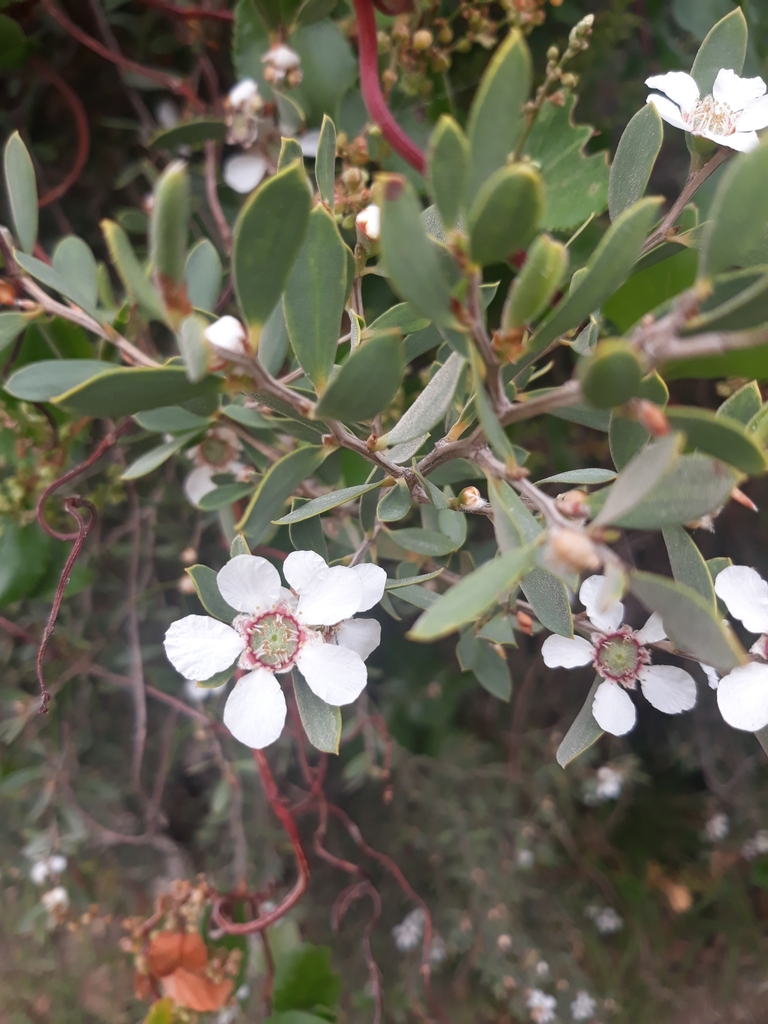 Australian Tea Tree from Somers VIC 3927, Australia on September 28 ...