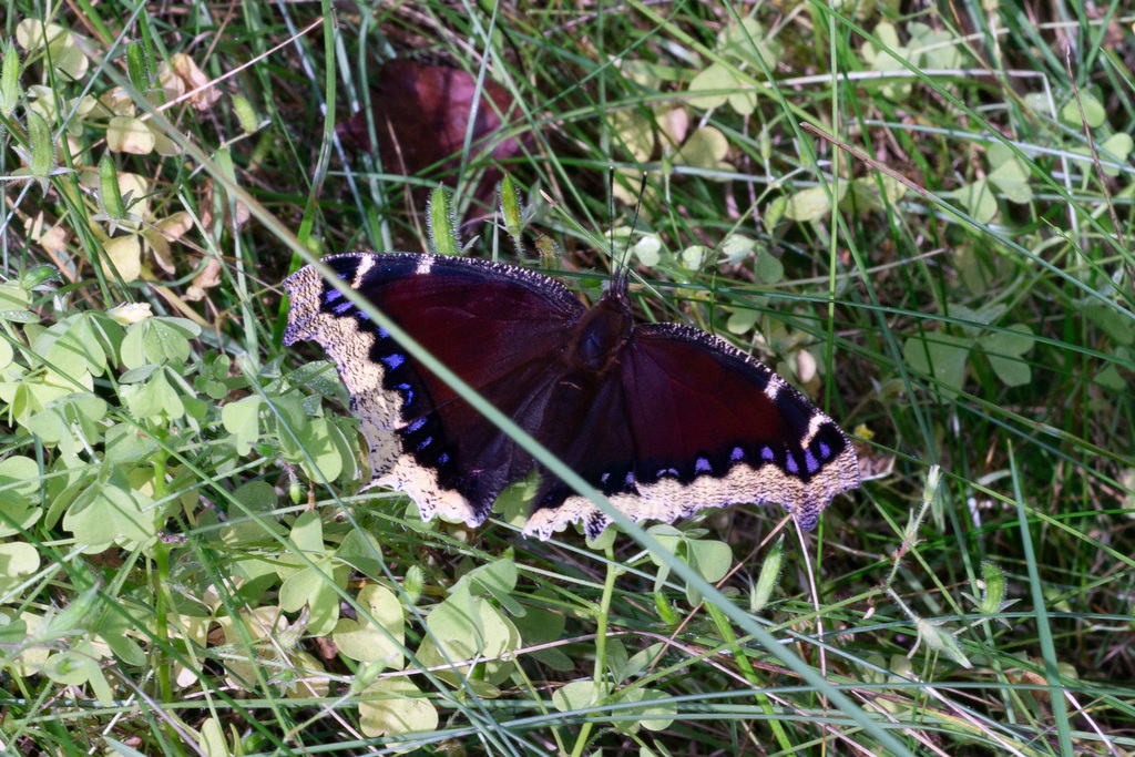 Mourning Cloak from Marlborough, NH, USA on September 27, 2023 at 10:26 ...