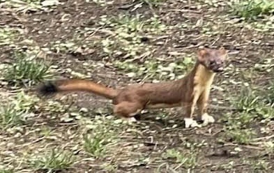 Long-tailed Weasel from Everson, WA, US on September 27, 2023 at 04:35 ...
