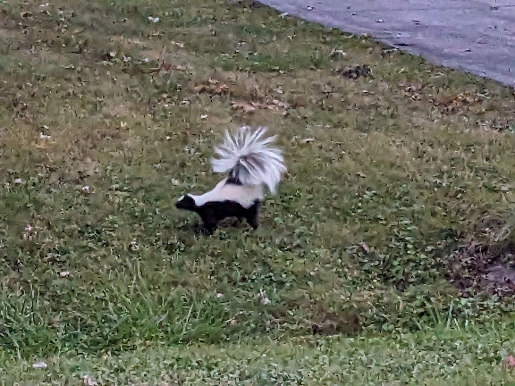 Striped Skunk from Centerville, OH 45429, USA on September 27, 2023 at ...