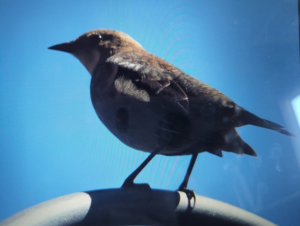 Birds from Reno, NV 89508, USA on September 27, 2023 at 04:52 PM by ...
