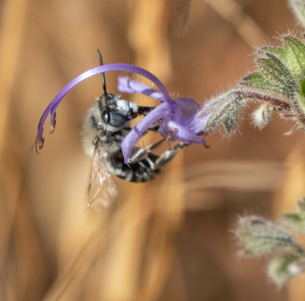 Urbane Digger Bee from Mount Diablo State Park, Mitchell Canyon, Contra ...
