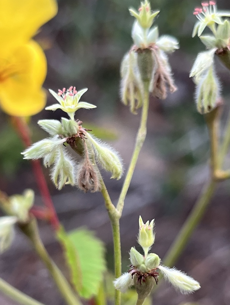 Scrub Buckwheat in September 2023 by A Clarke · iNaturalist