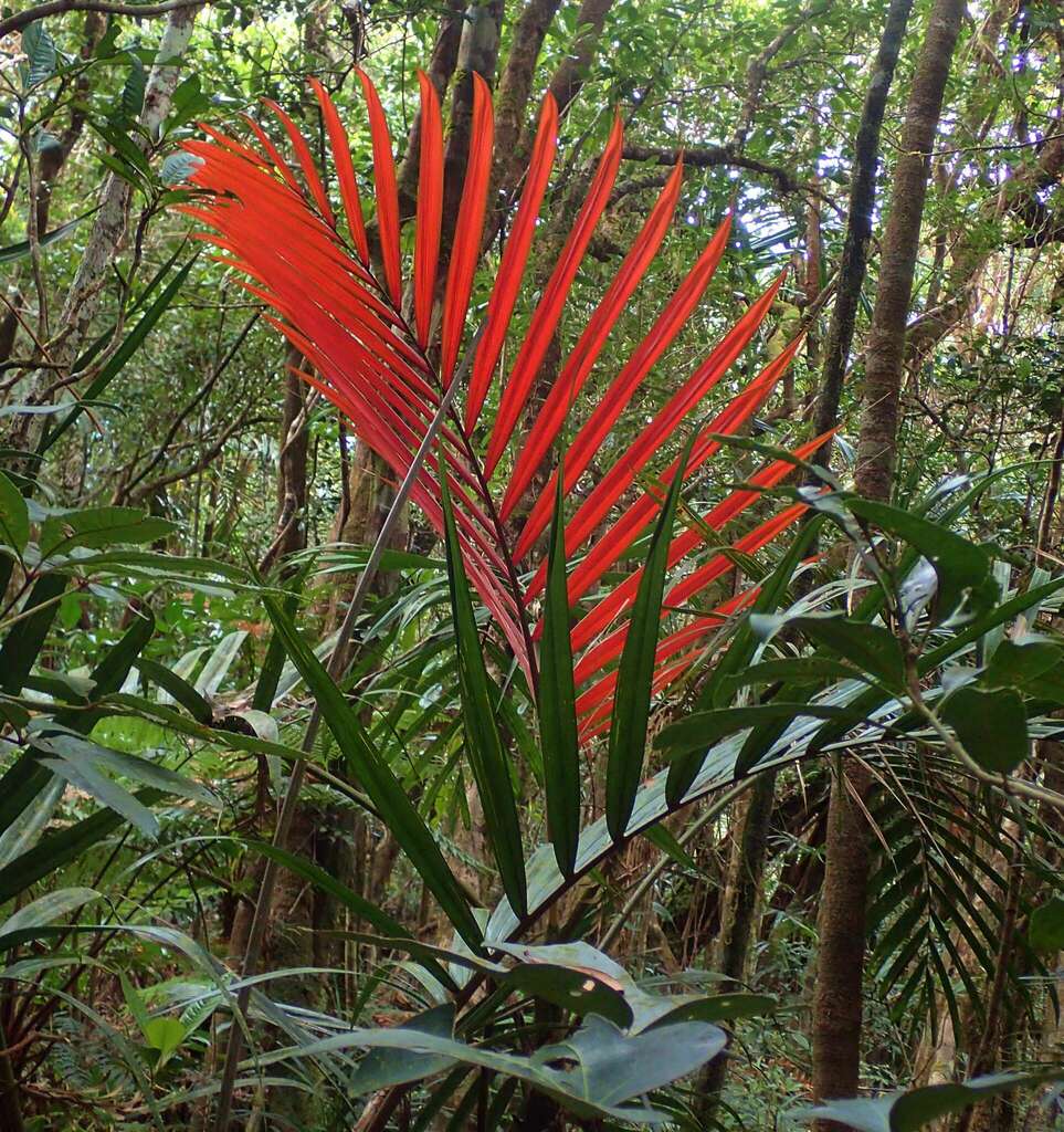 Flamethrower Palm from Dumbea, New Caledonia on August 14, 2023 at 12: ...