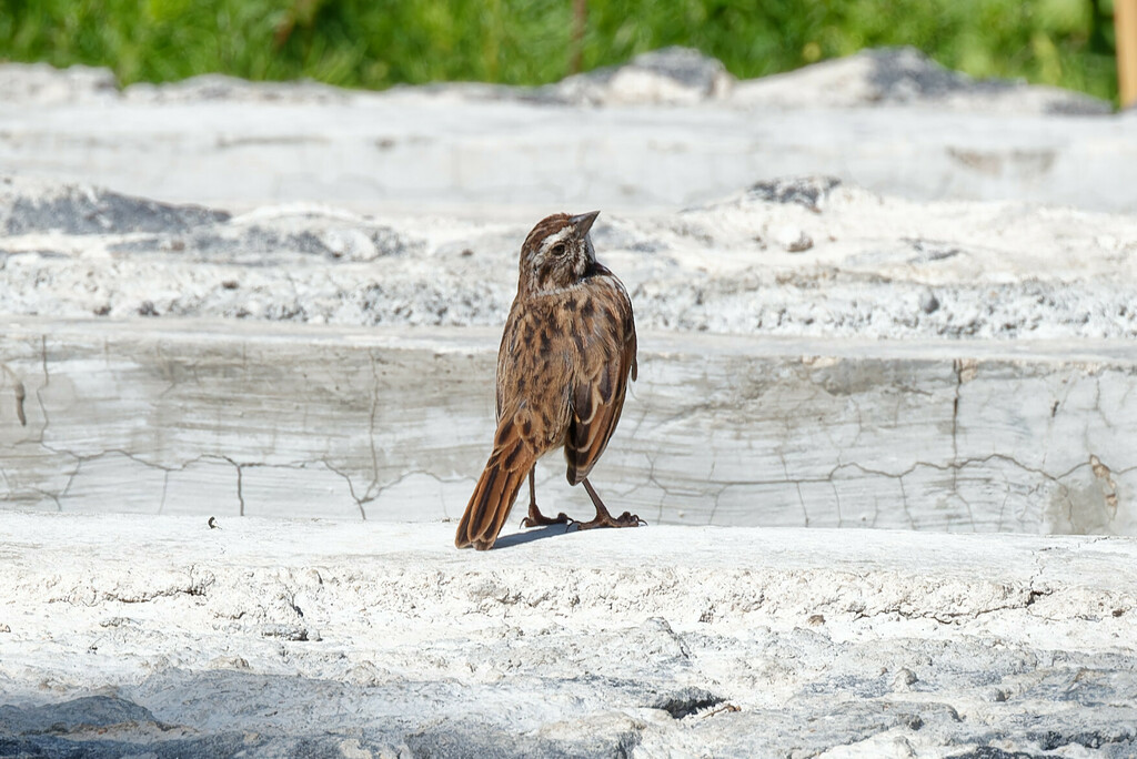 Song Sparrow from Bosque de Chapultepec II Secc, 11100 Ciudad de México ...