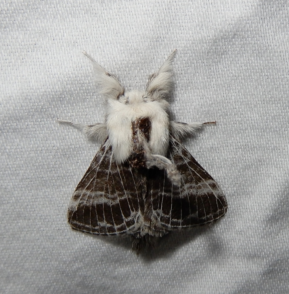Large Tolype Moth from The Bury Road, Bruce County, ON, Canada on ...