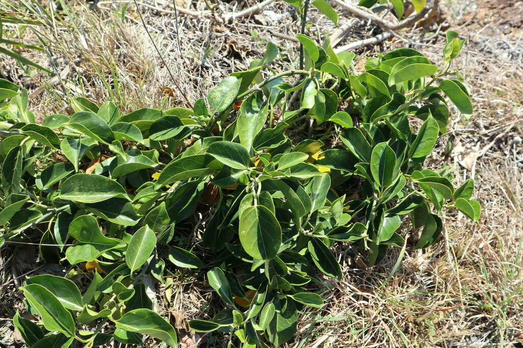 Kangaroo Vine from Hat Head NSW 2440, Australia on September 19, 2023 ...