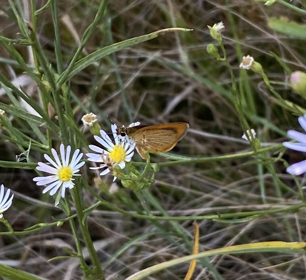 Least Skipper in September 2023 by Rusty Cooper · iNaturalist