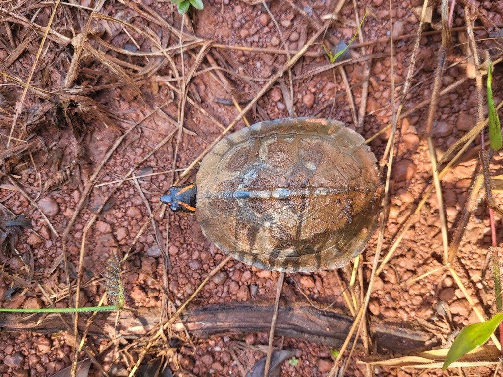 Spotted-legged Turtle from Mana 97360, Guyane française on August 5 ...