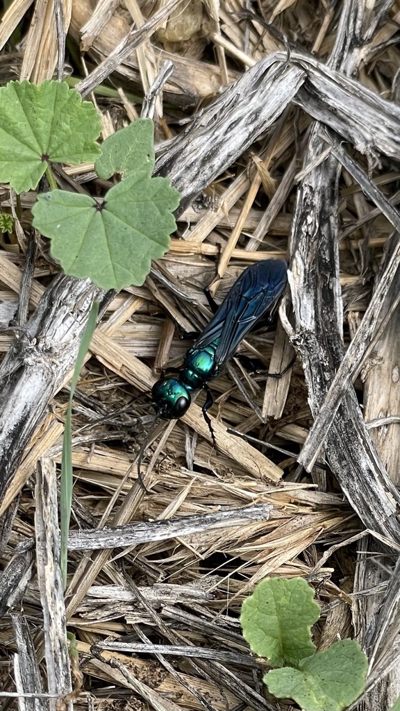 Steel-blue Cricket-hunter Wasp from Selma Dr, Oceanside, CA, US on ...
