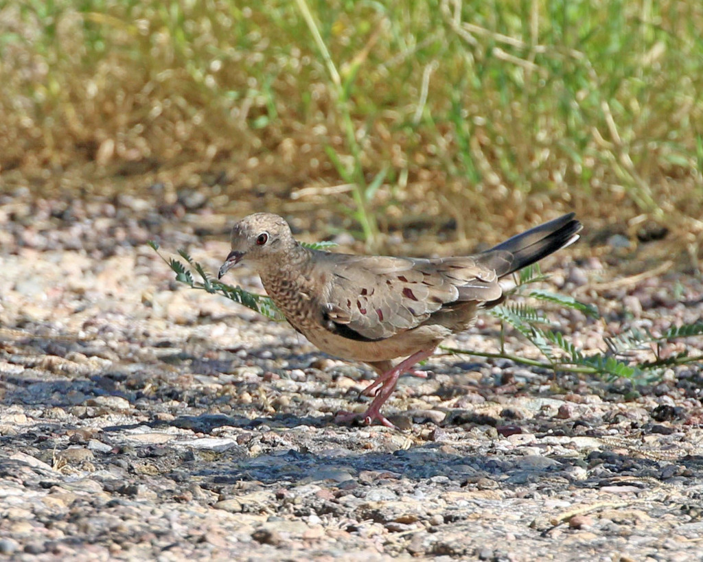 Common Ground Dove from Santa Cruz County, AZ, USA on September 27 ...