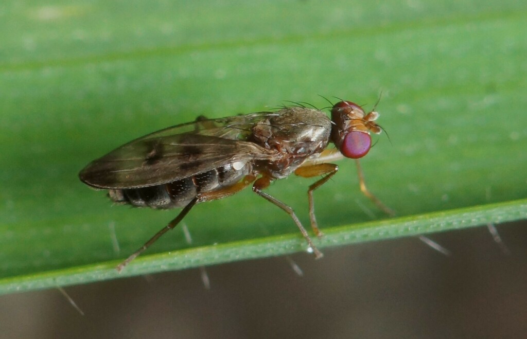 Acalyptrate Flies from Boone, NC, USA on September 27, 2023 at 05:22 PM ...