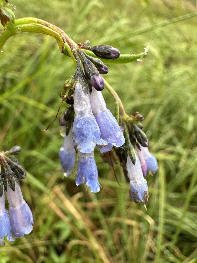 Bluebell from Elko County, NV, USA on September 2, 2023 at 12:23 PM by ...